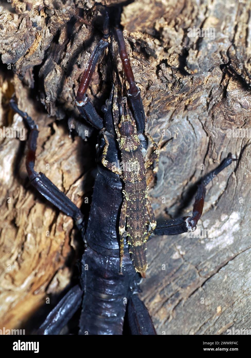 thorny devil stick insect, giant spiny stick insect ...