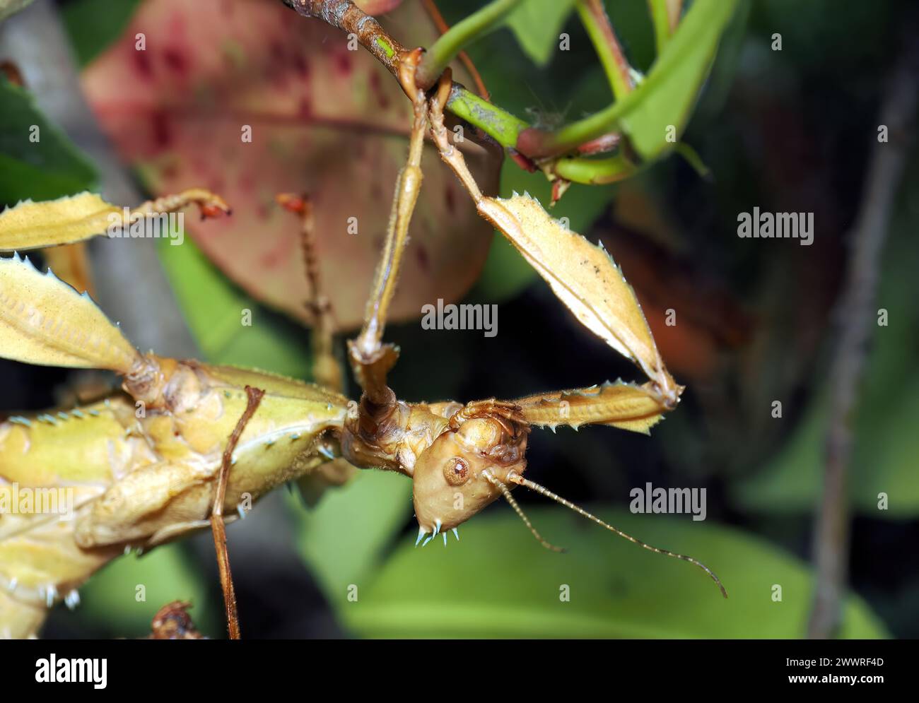 spiny leaf insect, giant prickly stick insect, Australian walking stick ...