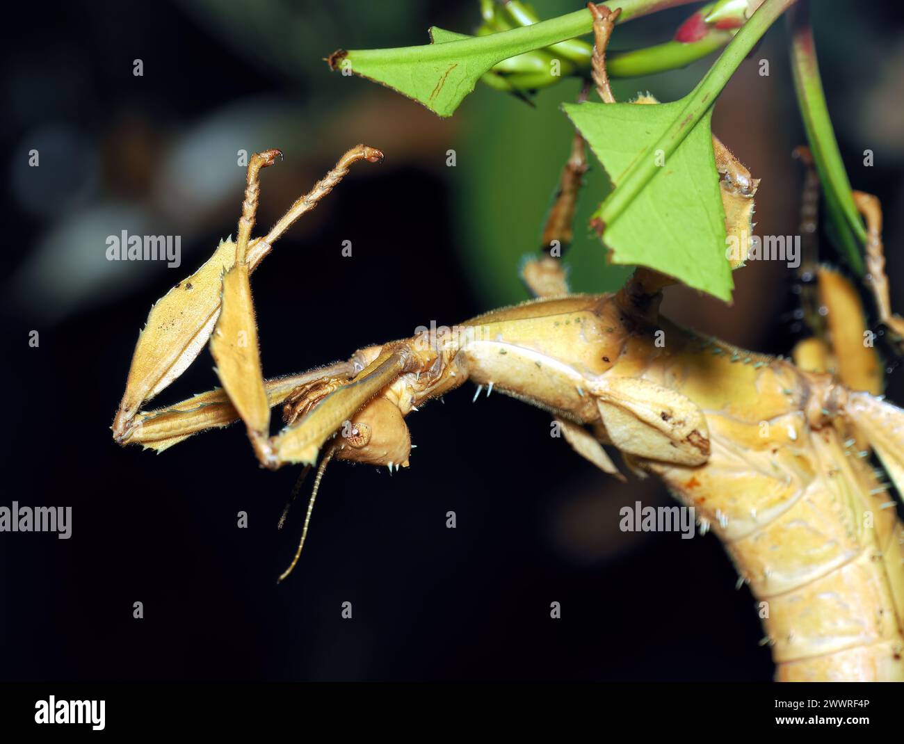 spiny leaf insect, giant prickly stick insect, Australian walking stick ...