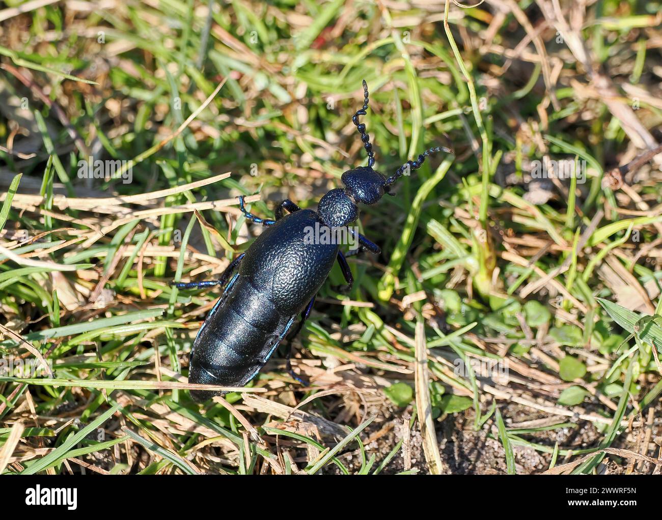 Meloe enfle boeuf hi-res stock photography and images - Alamy