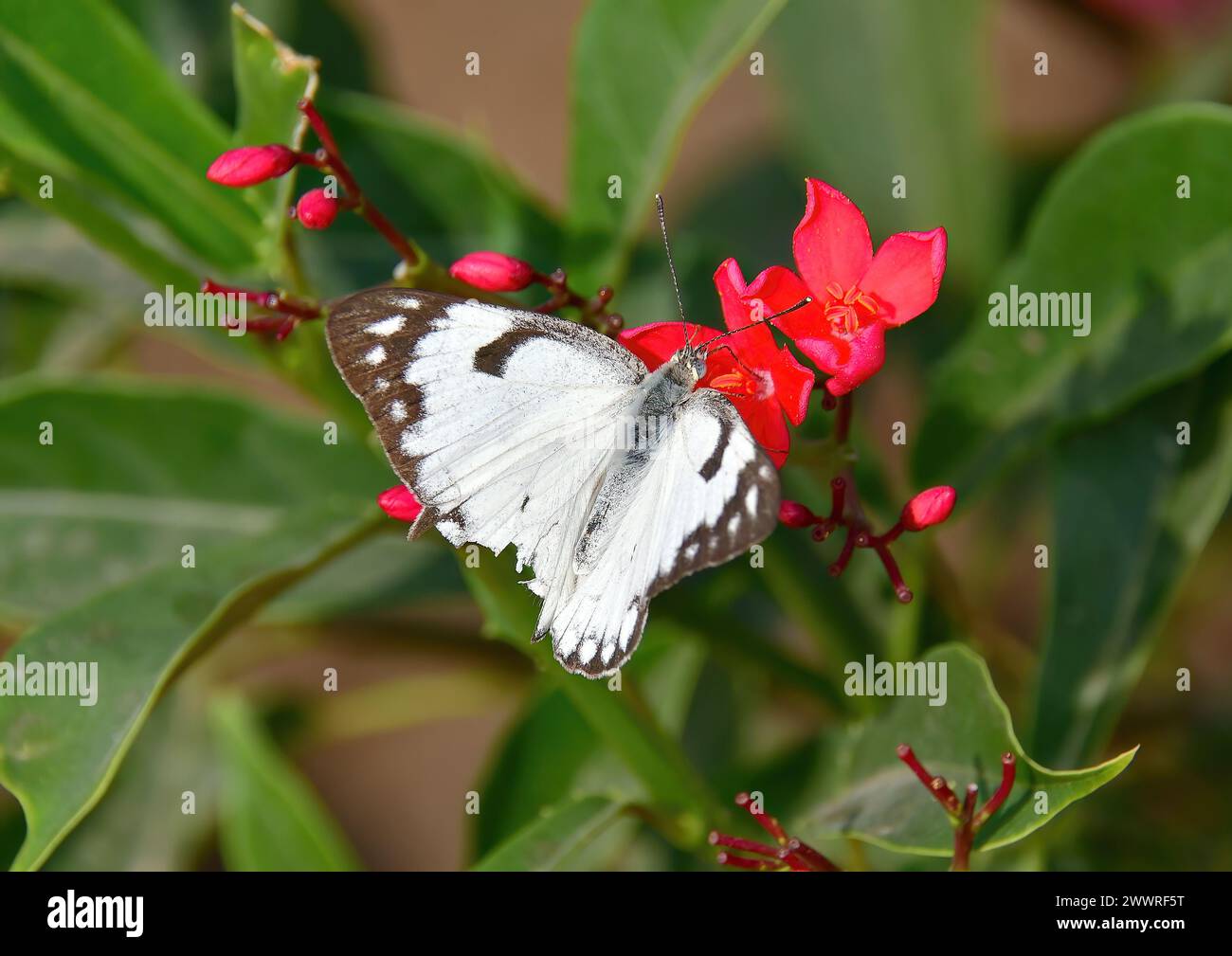 pioneer white, caper white, Belenois aurota, India, Asia Stock Photo ...