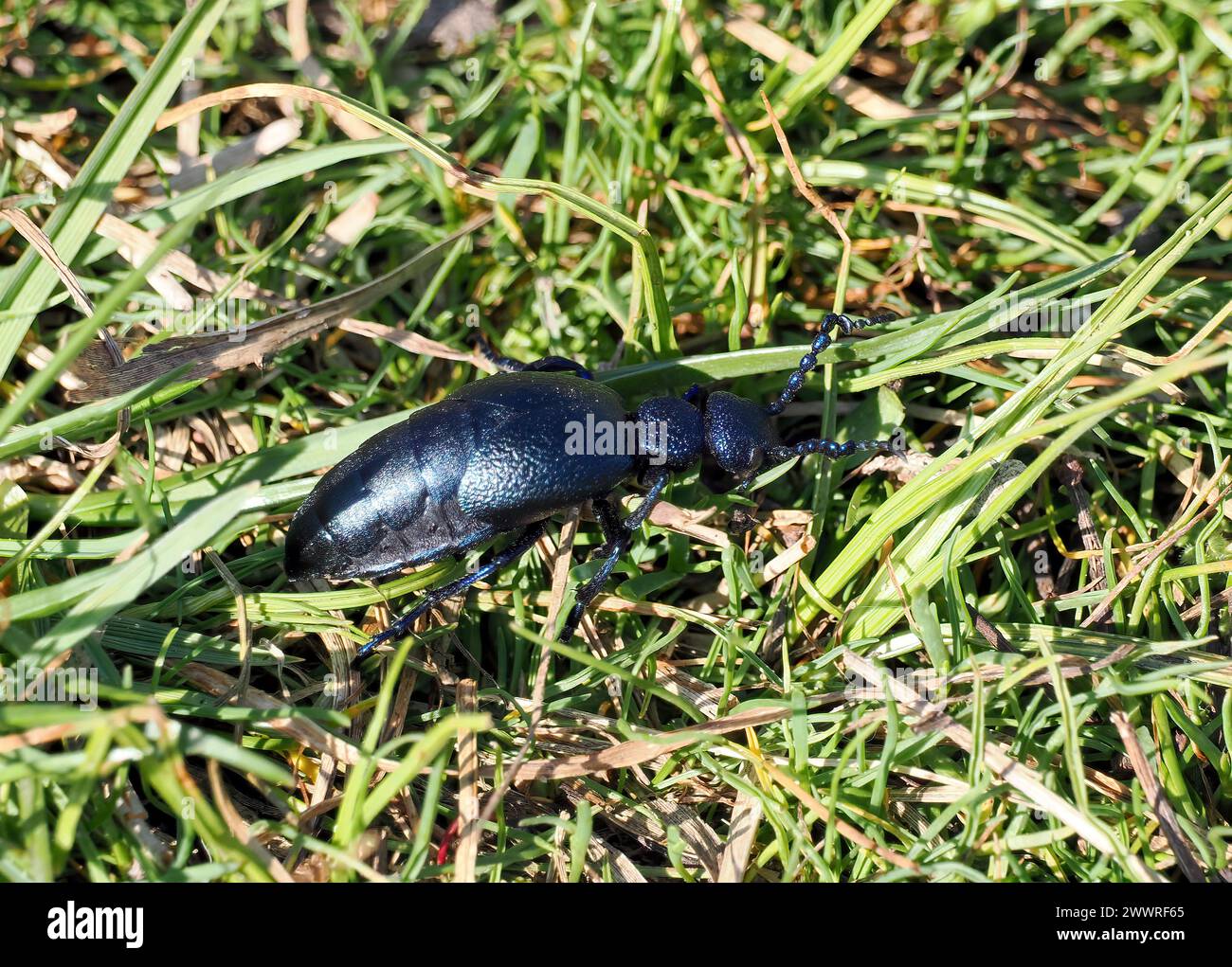 Meloe enfle boeuf hi-res stock photography and images - Alamy