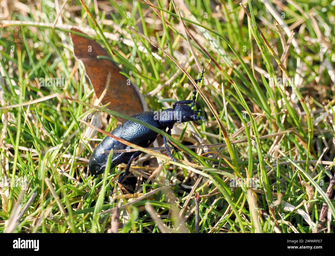 Meloe enfle boeuf hi-res stock photography and images - Alamy