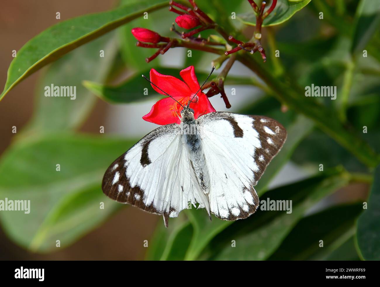 pioneer white, caper white, Belenois aurota, India, Asia Stock Photo ...