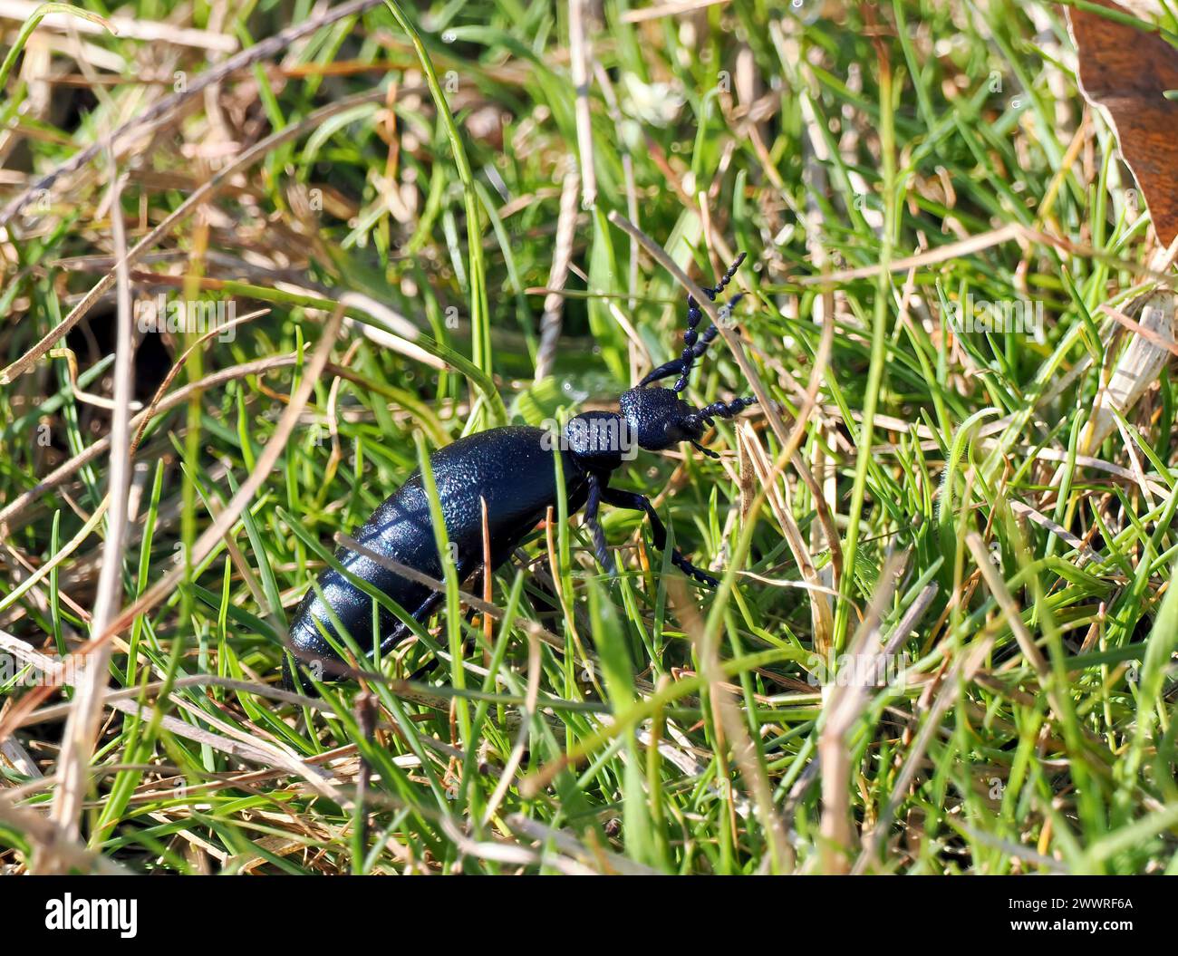 Meloe enfle boeuf hi-res stock photography and images - Alamy