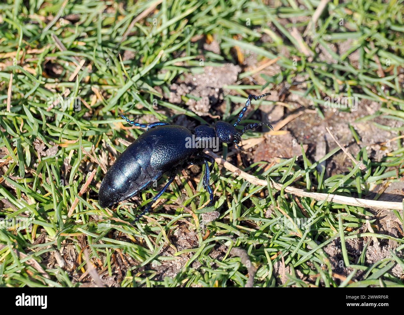 Meloe enfle boeuf hi-res stock photography and images - Alamy
