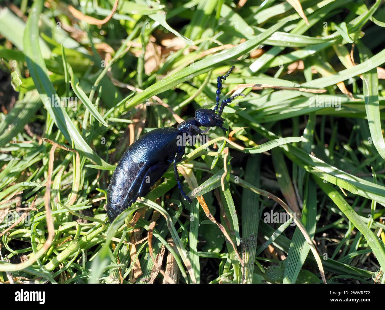 Meloe enfle boeuf hi-res stock photography and images - Alamy