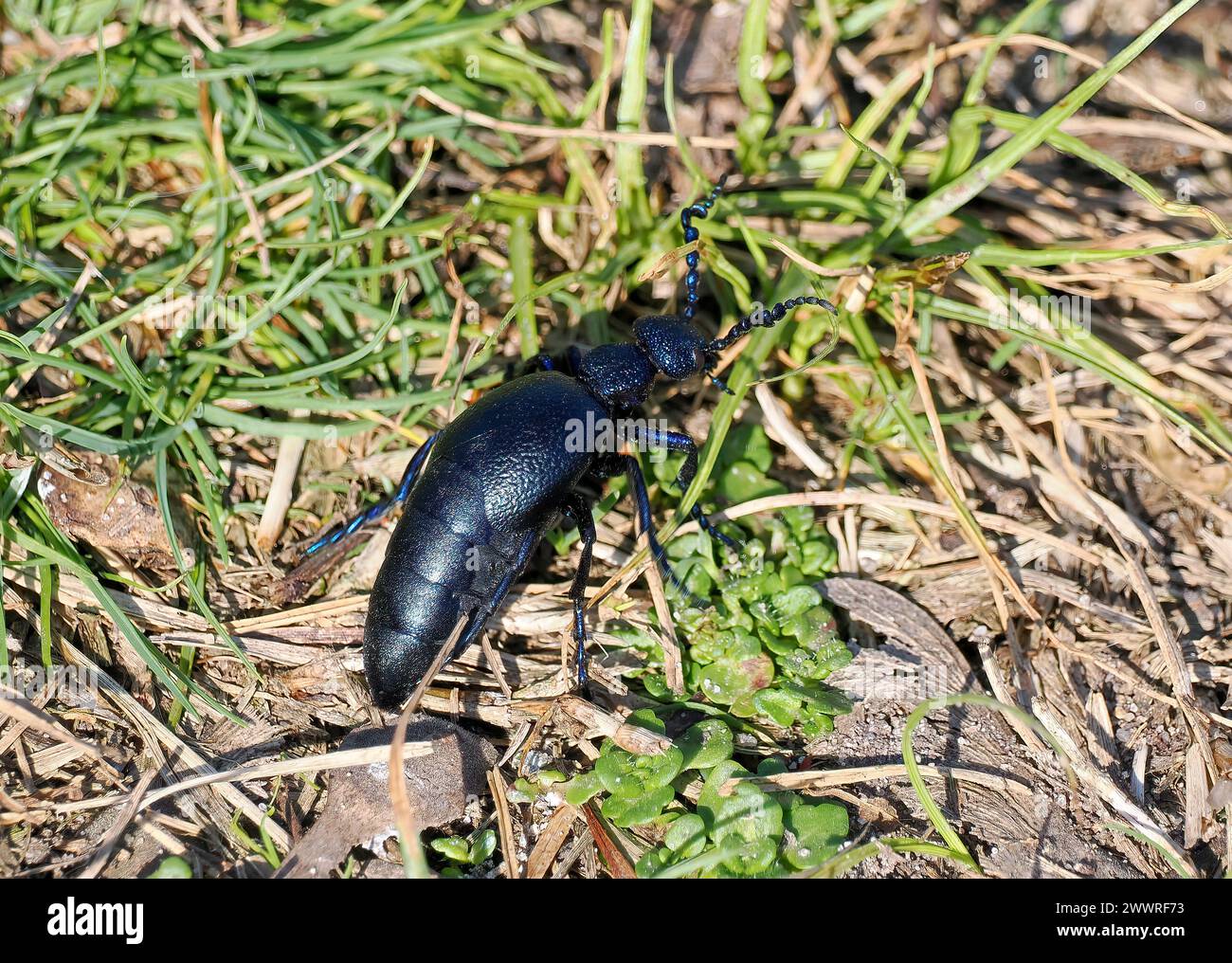 Meloe enfle boeuf hi-res stock photography and images - Alamy
