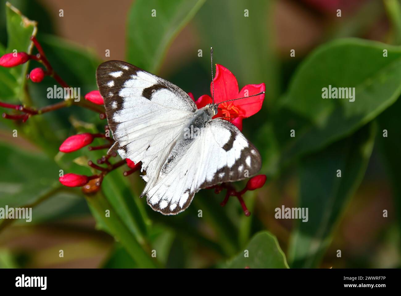 pioneer white, caper white, Belenois aurota, India, Asia Stock Photo ...