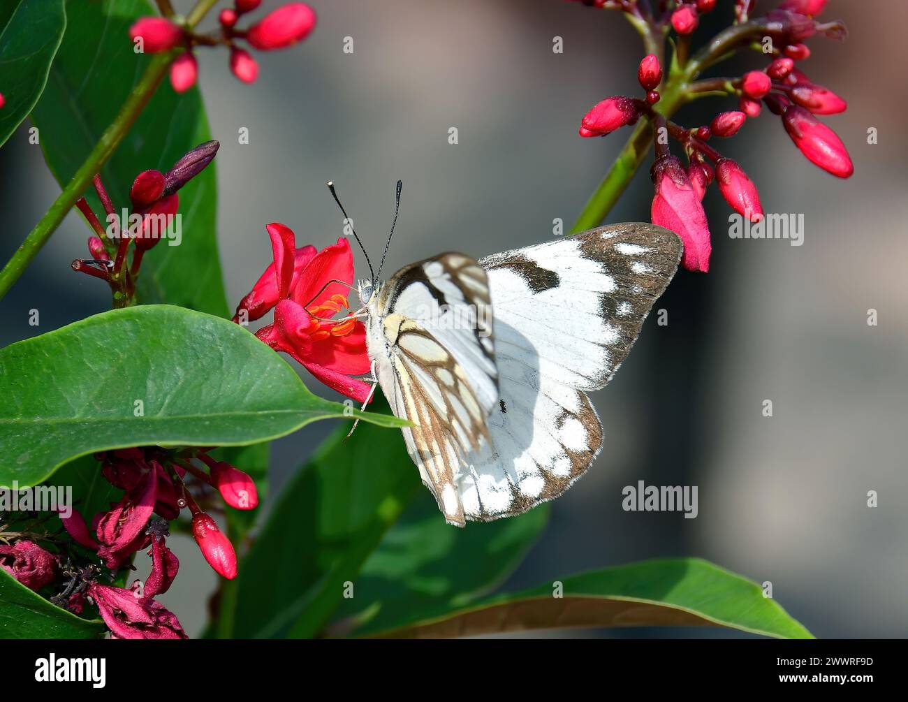 pioneer white, caper white, Belenois aurota, India, Asia Stock Photo ...