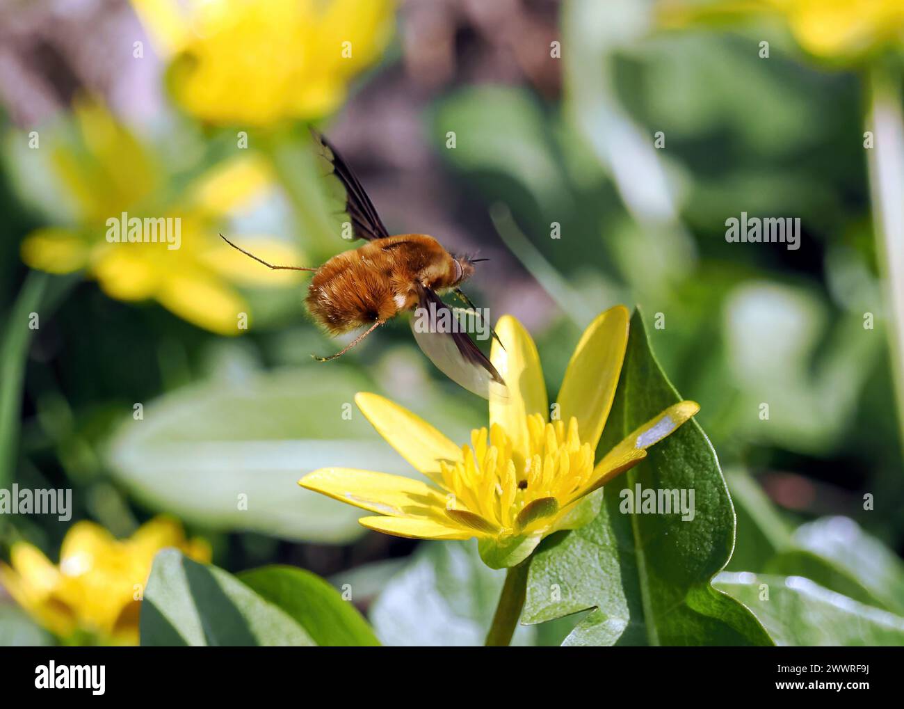 large bee-fly, dark-edged bee-fly, Großer Wollschweber, grand bombyle ...