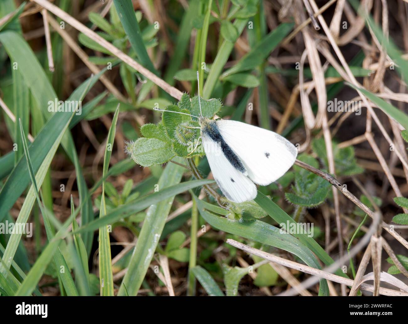 small white, cabbage white, cabbage butterfly, white butterfly, small ...