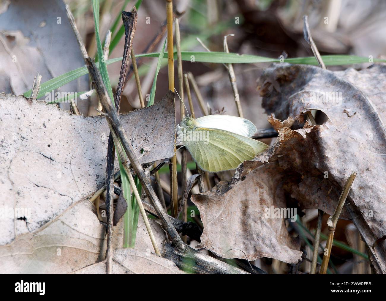 small white, cabbage white, cabbage butterfly, white butterfly, small ...