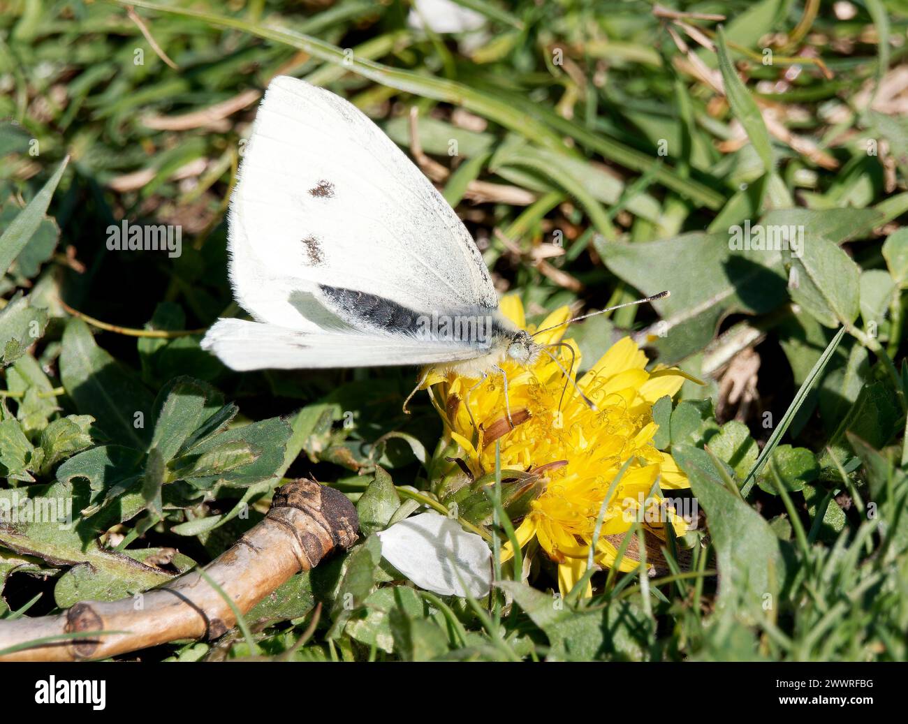 small white, cabbage white, cabbage butterfly, white butterfly, small ...