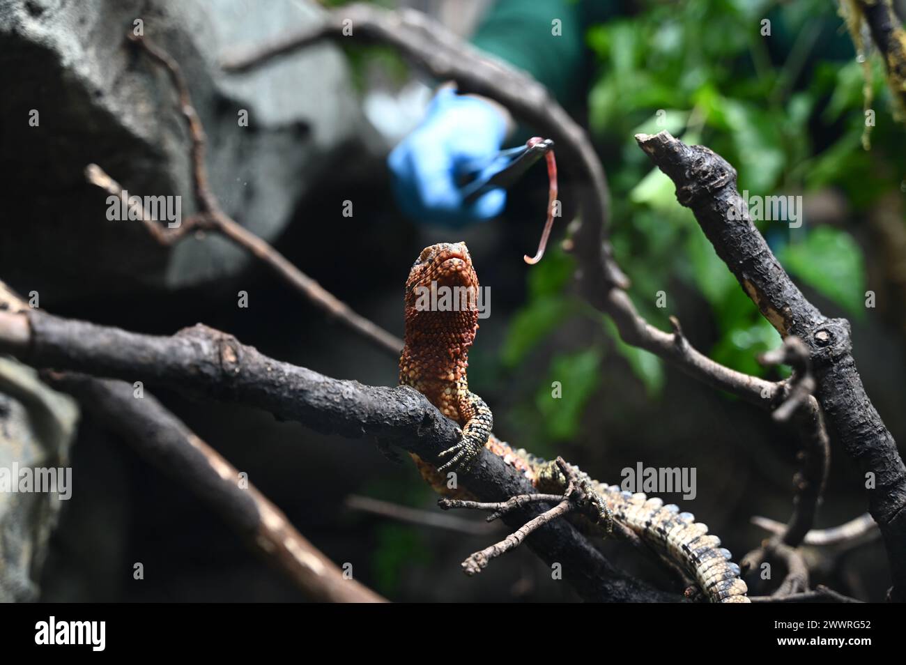 Secret Life of Reptiles and Amphibians is the hub of London Zoo's global conservation efforts ...