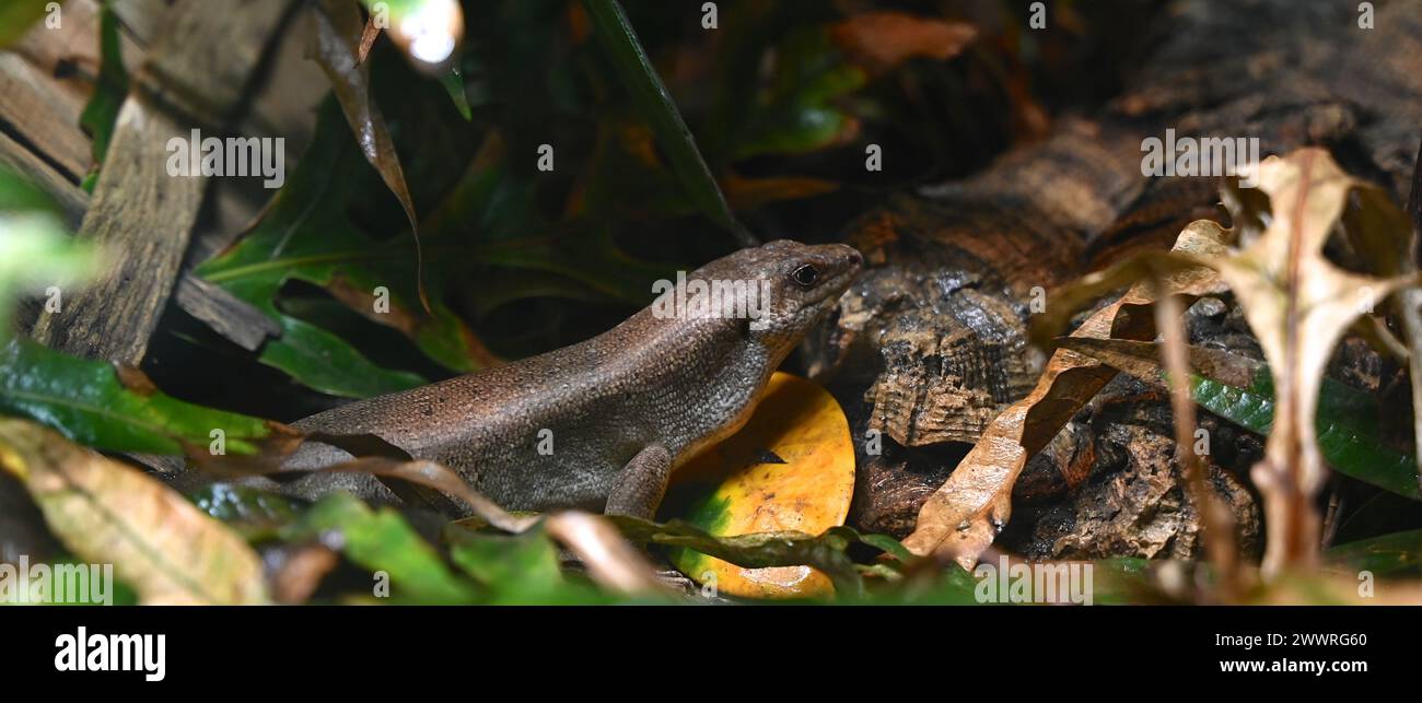 Secret Life of Reptiles and Amphibians is the hub of London Zoo's global conservation efforts ...
