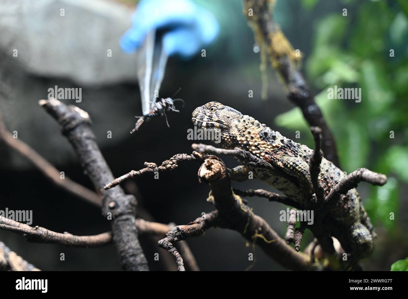 Secret Life of Reptiles and Amphibians is the hub of London Zoo's global conservation efforts ...