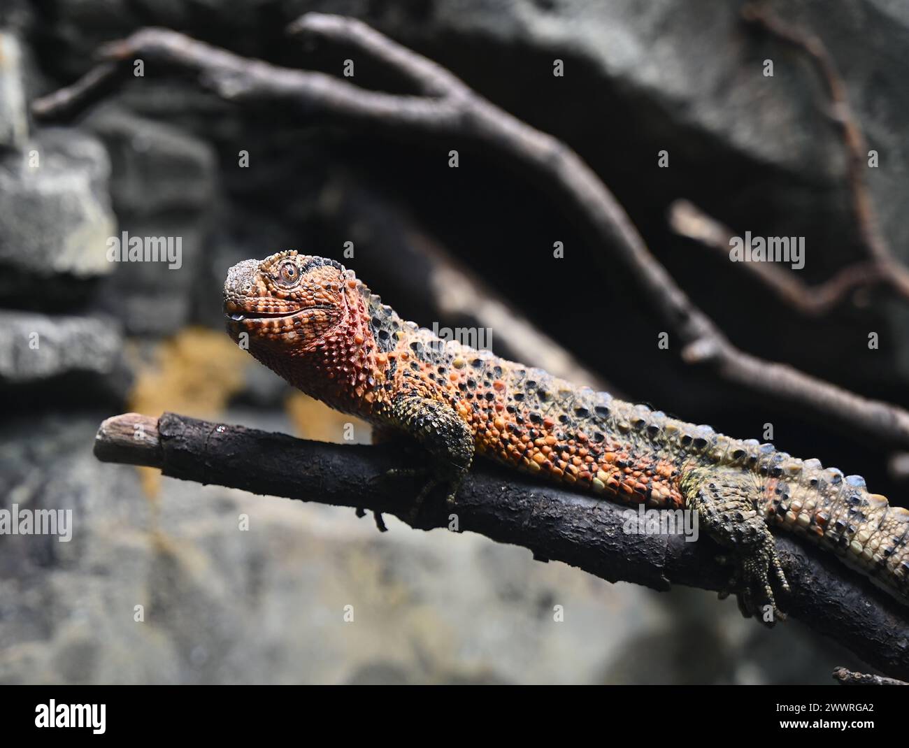 Secret Life of Reptiles and Amphibians is the hub of London Zoo's ...