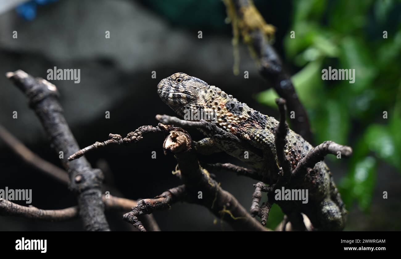 Orange lake oku frogs hi-res stock photography and images - Alamy