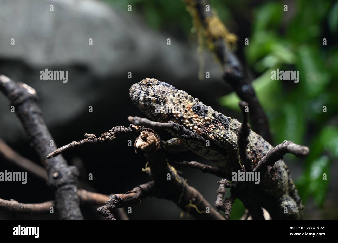 Secret Life of Reptiles and Amphibians is the hub of London Zoo's global conservation efforts ...