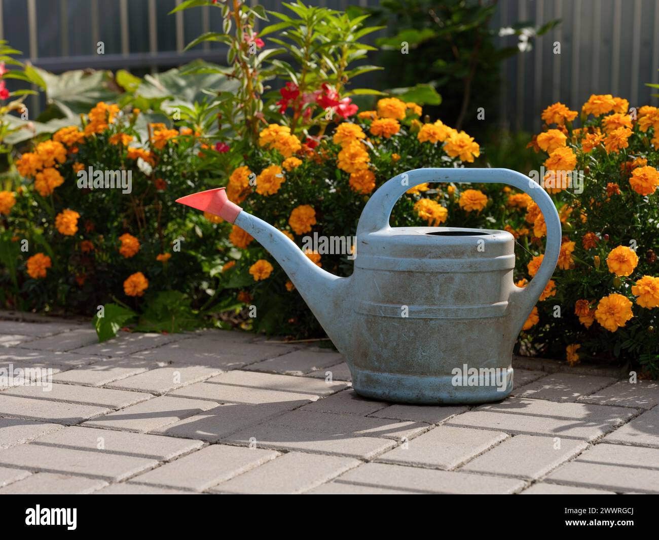 A blue dirty watering can standing near marigold flowers in the garden ...