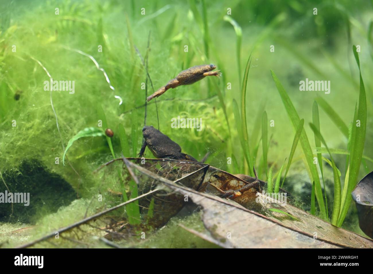 Secret Life of Reptiles and Amphibians is the hub of London Zoo's global conservation efforts ...