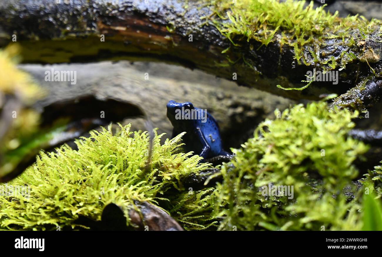 Secret Life of Reptiles and Amphibians is the hub of London Zoo's global conservation efforts ...