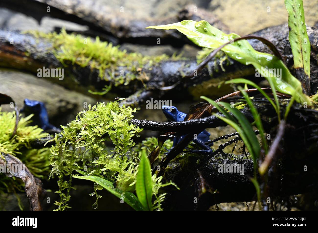 Secret Life of Reptiles and Amphibians is the hub of London Zoo's global conservation efforts ...