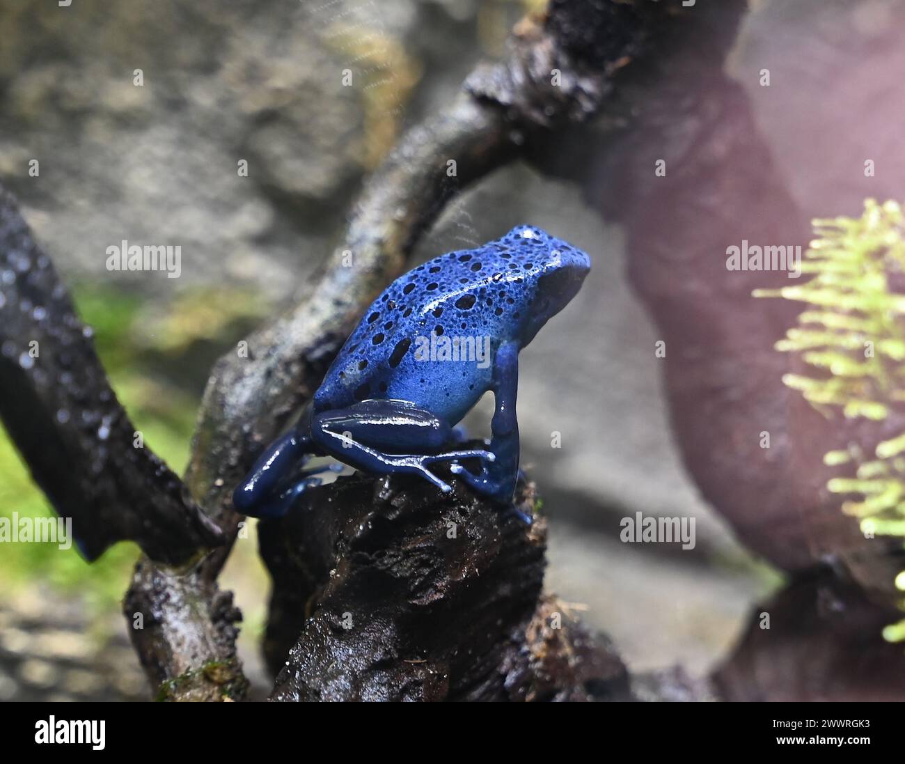 Secret Life of Reptiles and Amphibians is the hub of London Zoo's global conservation efforts ...