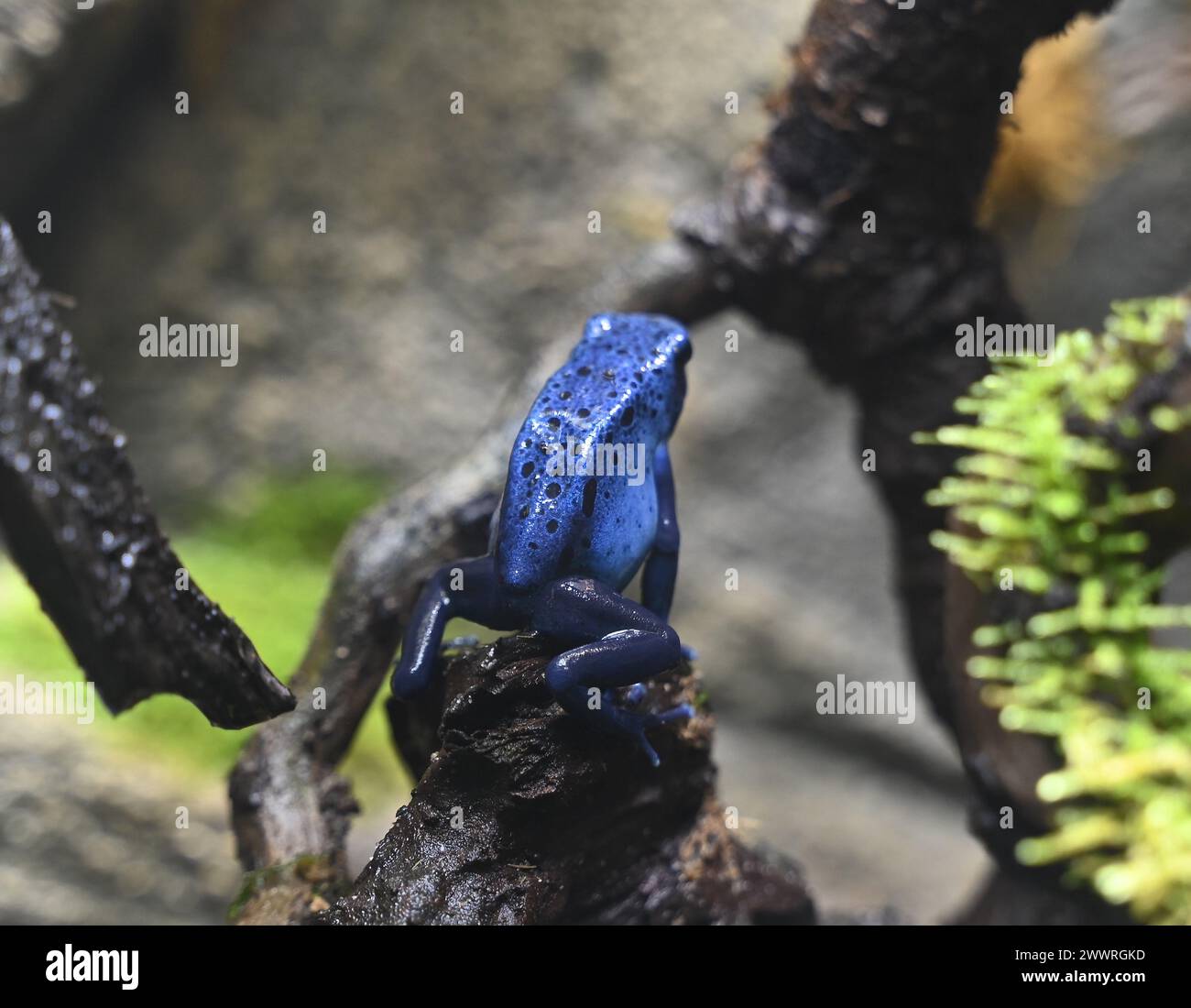 Mountain chicken frogs hi-res stock photography and images - Alamy