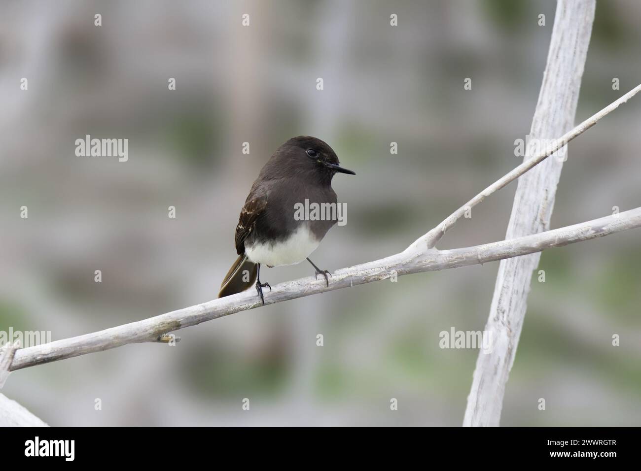 Black Phoebe perched on a tree branch Stock Photo - Alamy