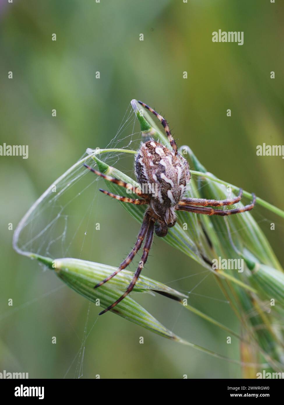 Large female oak spider on tip of plant Stock Photo - Alamy