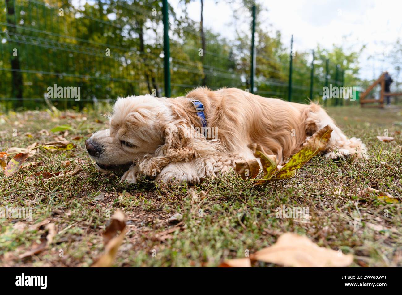 Cocker spaniel with stick hi-res stock photography and images - Alamy