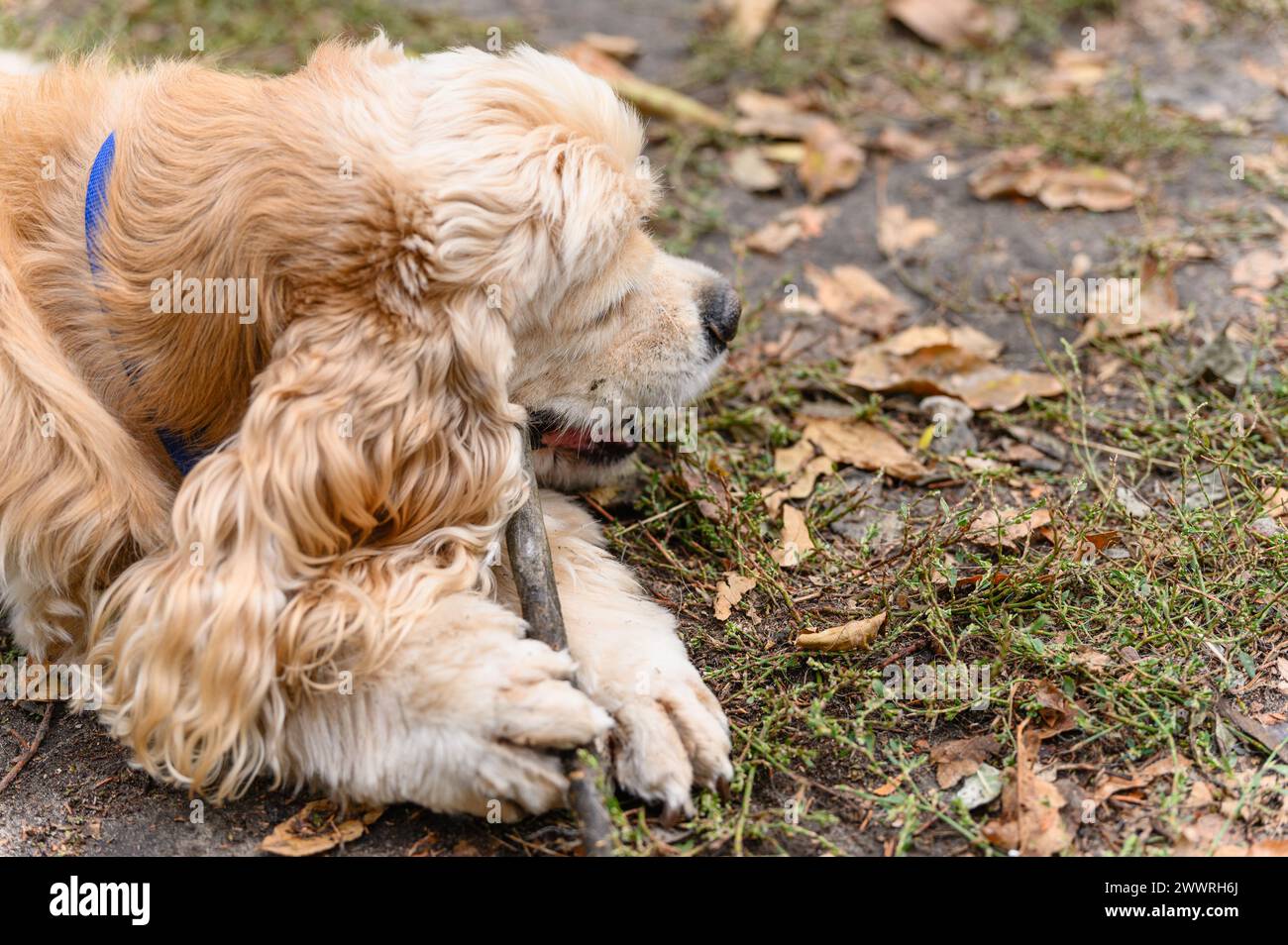 An American Cocker Spaniel chews on a stick while walking. Close-up ...
