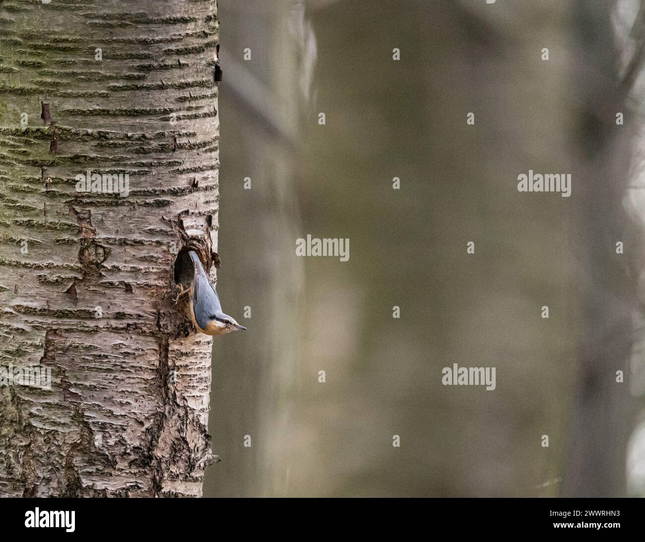 The nuthatch (Sitta europaea) is a species of small, sedentary bird ...
