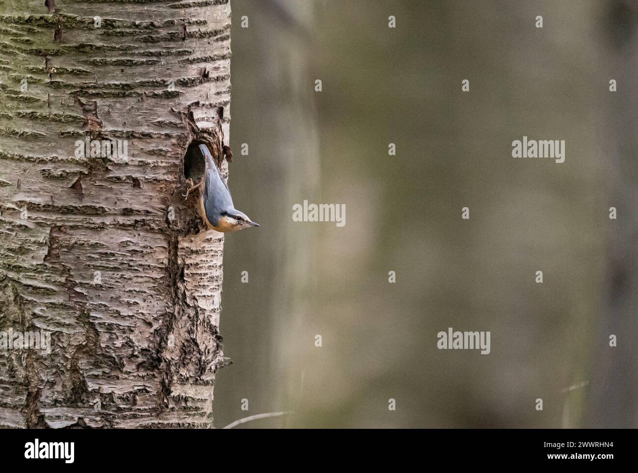 The nuthatch (Sitta europaea) is a species of small, sedentary bird ...