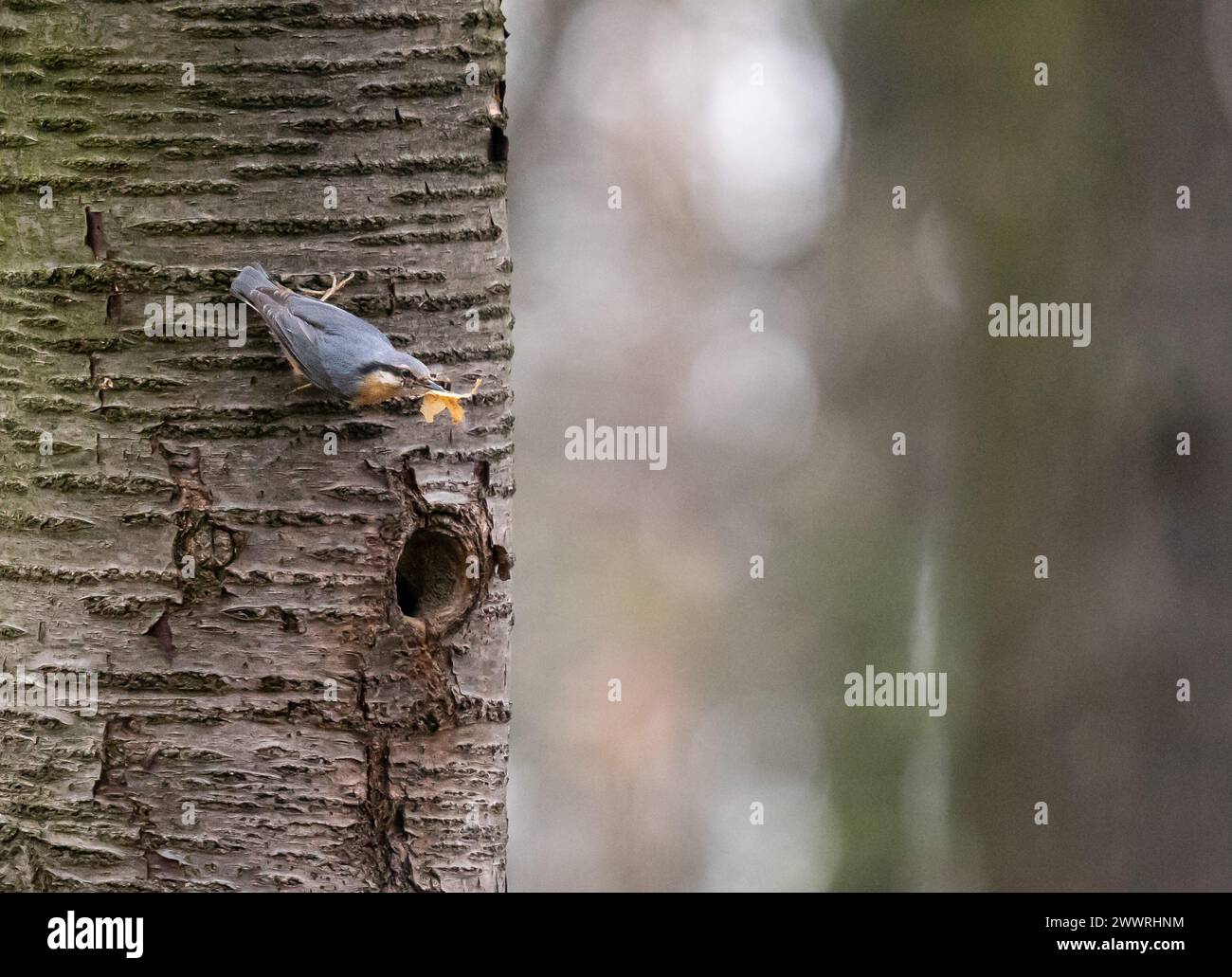 The nuthatch (Sitta europaea) is a species of small, sedentary bird ...