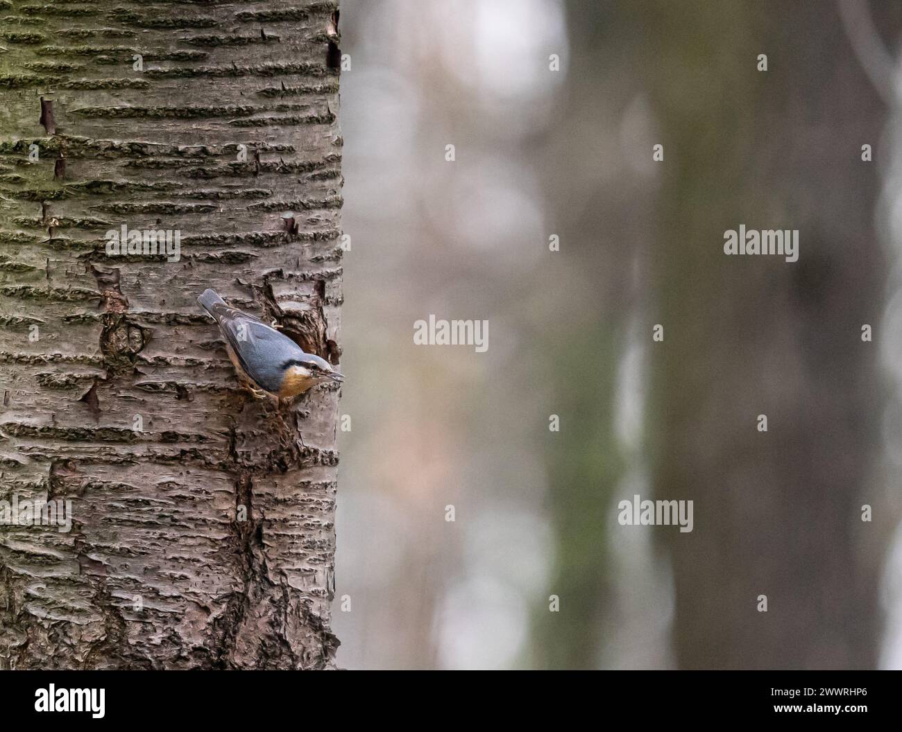 The nuthatch (Sitta europaea) is a species of small, sedentary bird ...