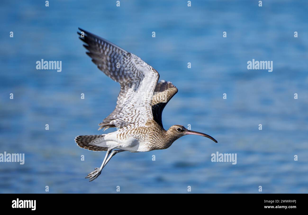Eurasian whimbrel (Numenius phaeopus) in flight over blue water in side ...