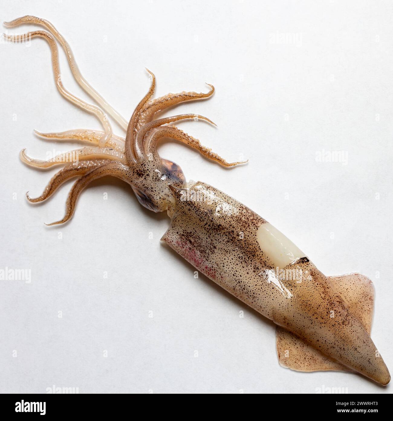Argentine shortfin squid hi-res stock photography and images - Alamy