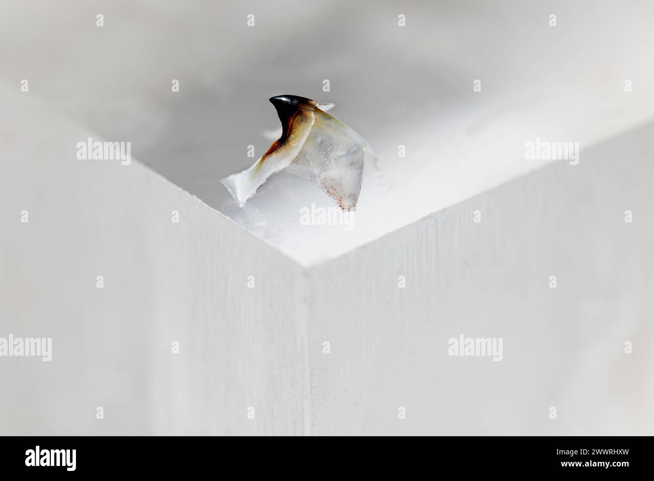 The beak from the buccal mass after a dissection of a Californian ...