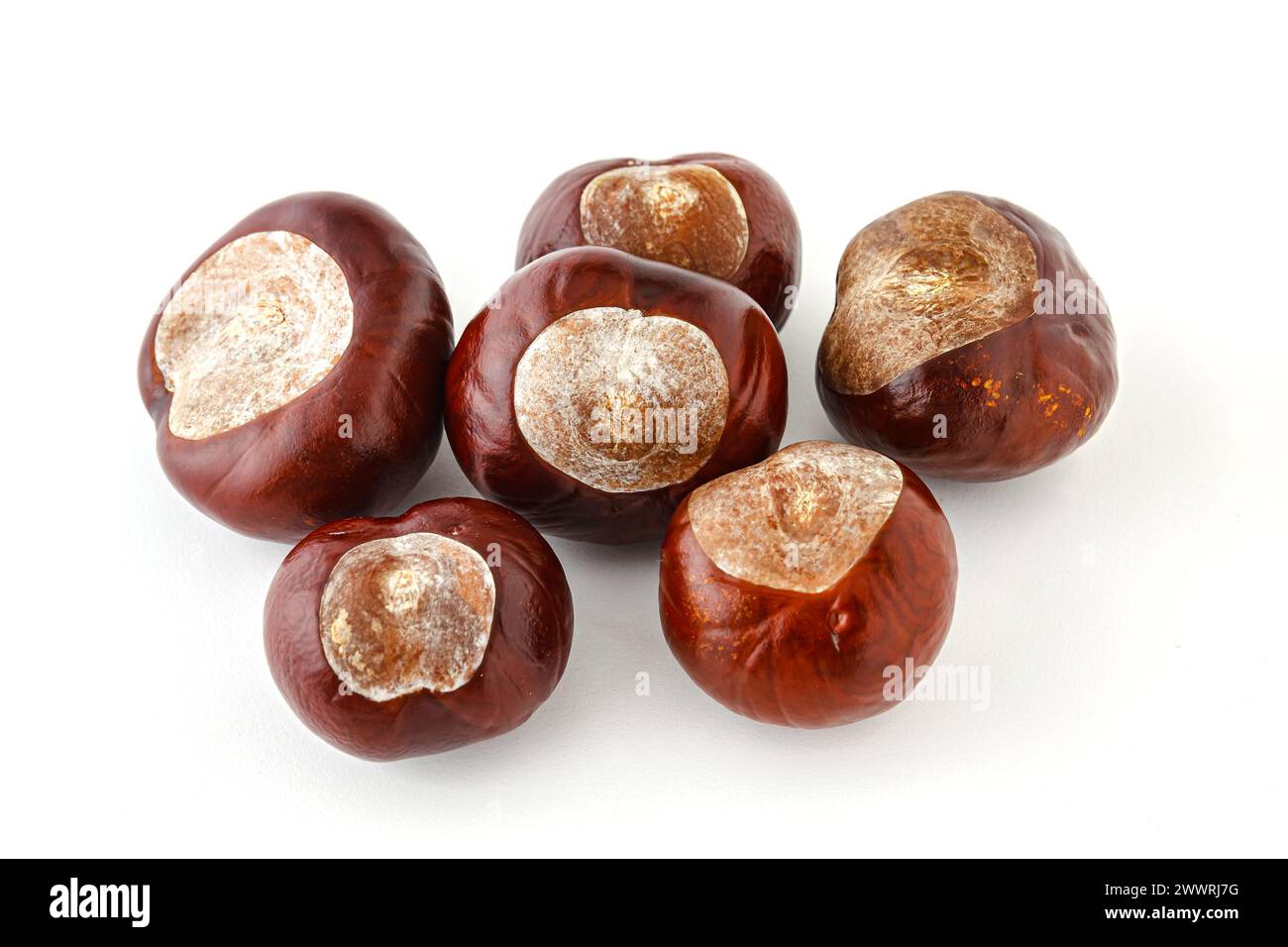 A group of horse chestnut nuts on a white background. Selective focus ...