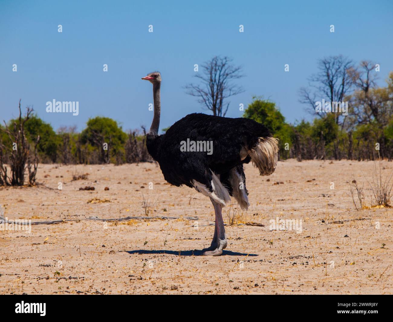 Ostrich in dry savanna (Struthio camelus Stock Photo - Alamy
