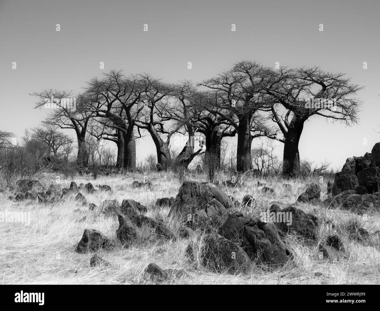 Group of baobab trees in Baobab Paradise near Savuti (Chobe National ...