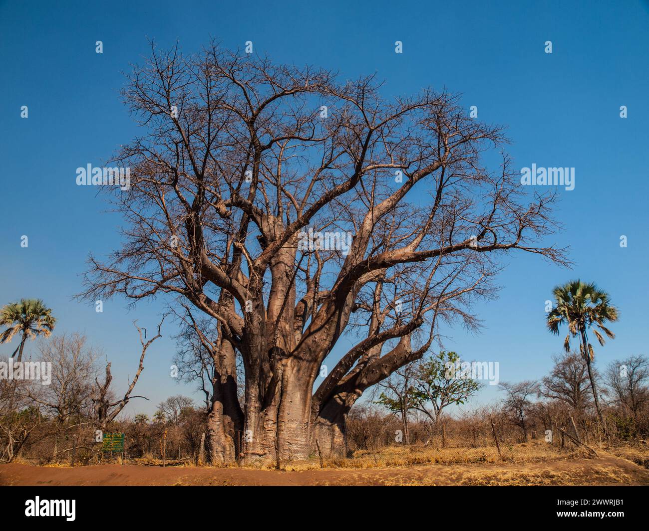 Big baobab tree victoria hi-res stock photography and images - Alamy