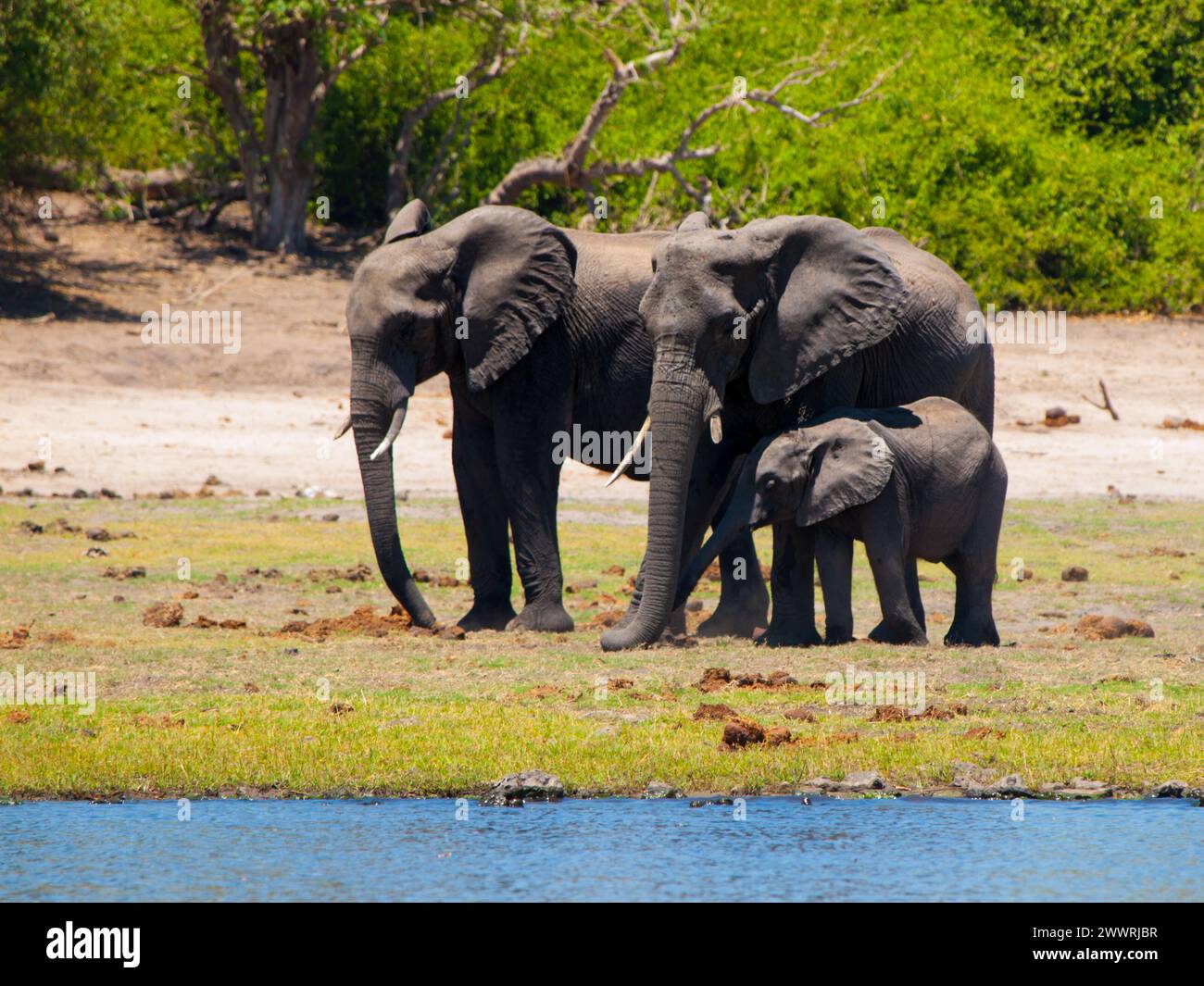 Family of african elephants - mother, father and baby - at the river on ...