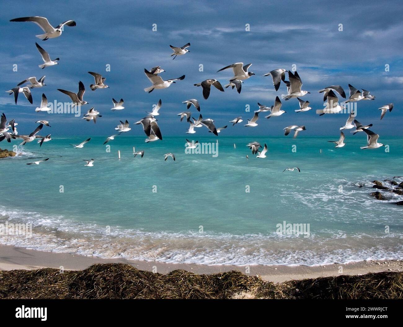 Soaring over beach hi-res stock photography and images - Alamy