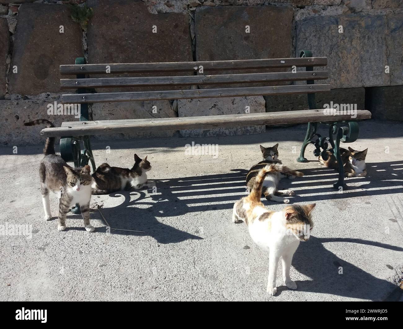 Colorful cats hi-res stock photography and images - Alamy