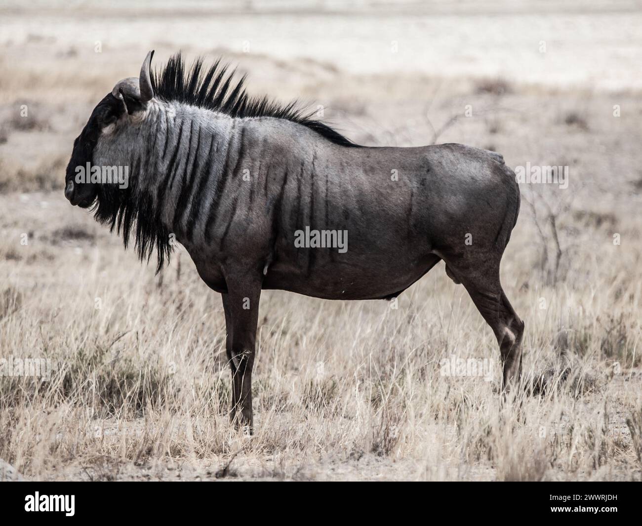 Wild wildebeest gnu standing in savanna of Etosha National Park ...