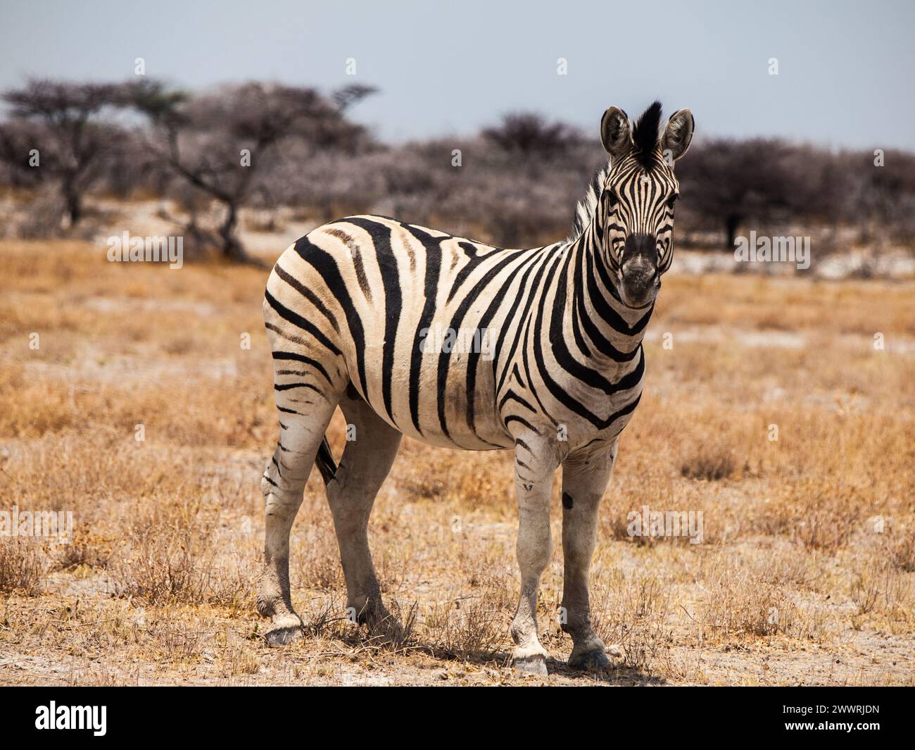 Zebra viewed on safari game drive Stock Photo - Alamy
